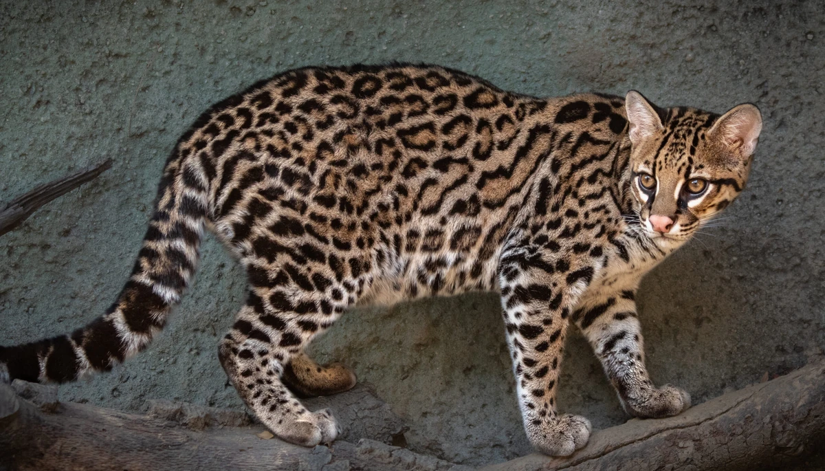 Ocelot | GavenLovesAnimals' Animal Kindom Wiki | Fandom