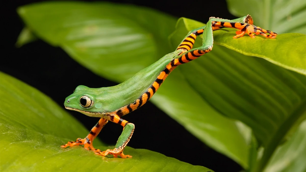 Tiger-Legged Monkey Tree Frog | GavenLovesAnimals' Animal Kindom Wiki ...