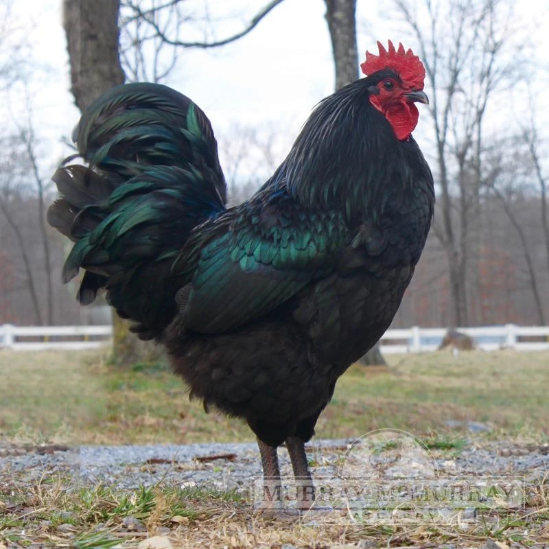 Jersey Giant | GavenLovesAnimals' Animal Kindom Wiki | Fandom