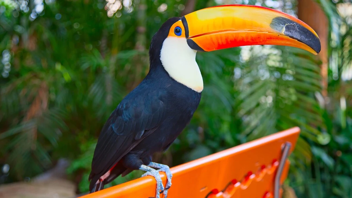 Toco Toucan | GavenLovesAnimals' Animal Kindom Wiki | Fandom