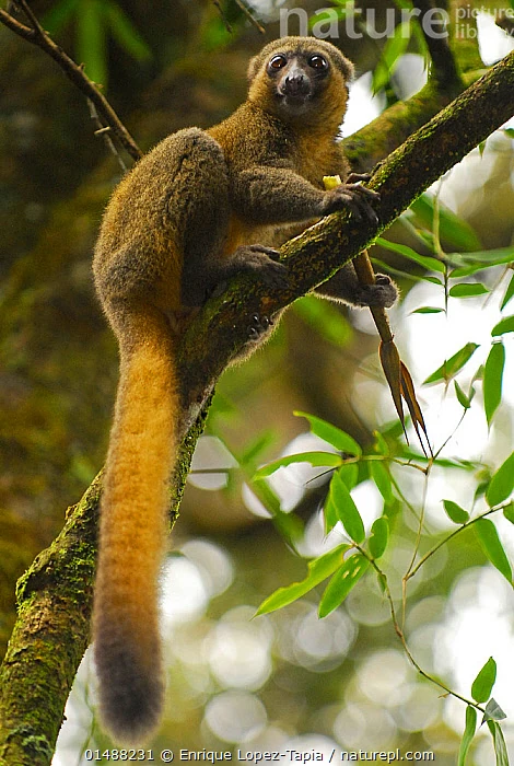 Golden Bamboo Lemur | GavenLovesAnimals' Animal Kindom Wiki | Fandom