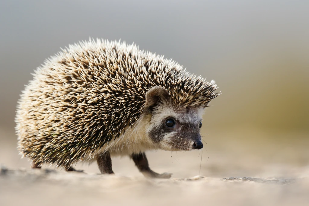 Indian Hedgehog | GavenLovesAnimals' Animal Kindom Wiki | Fandom