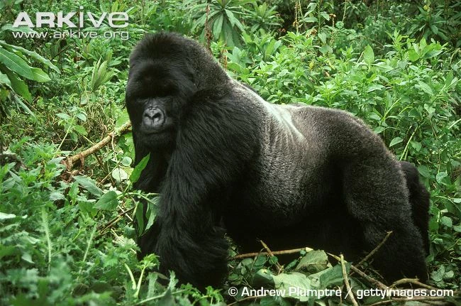 Mountain Gorilla | GavenLovesAnimals' Animal Kindom Wiki | Fandom