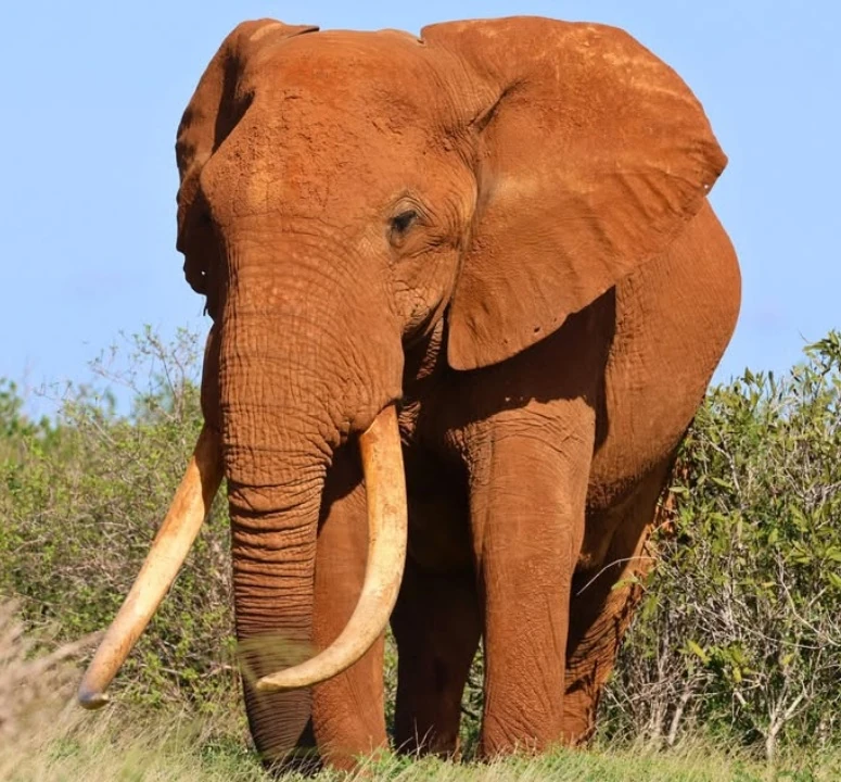 Category:Endangered Animal Galleries | GavenLovesAnimals' Animal Kindom ...