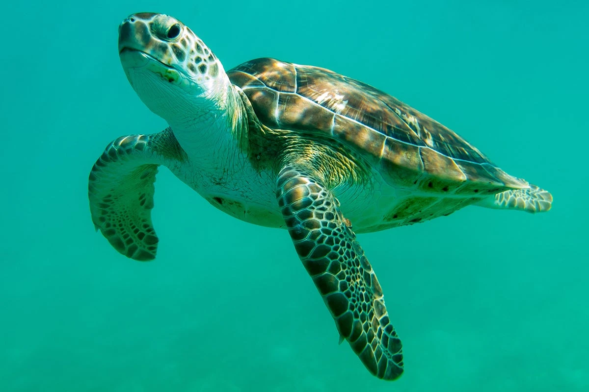 Green Sea Turtle | GavenLovesAnimals' Animal Kindom Wiki | Fandom