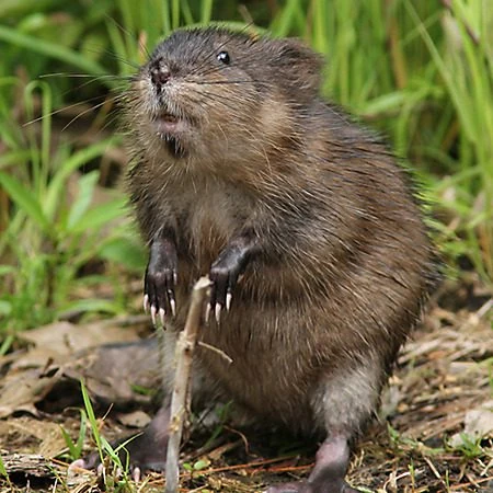 Muskrat | GavenLovesAnimals' Animal Kindom Wiki | Fandom