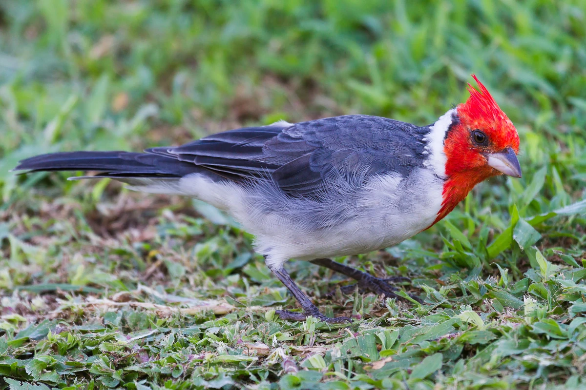 Red-Crested Cardinal | GavenLovesAnimals' Animal Kindom Wiki | Fandom