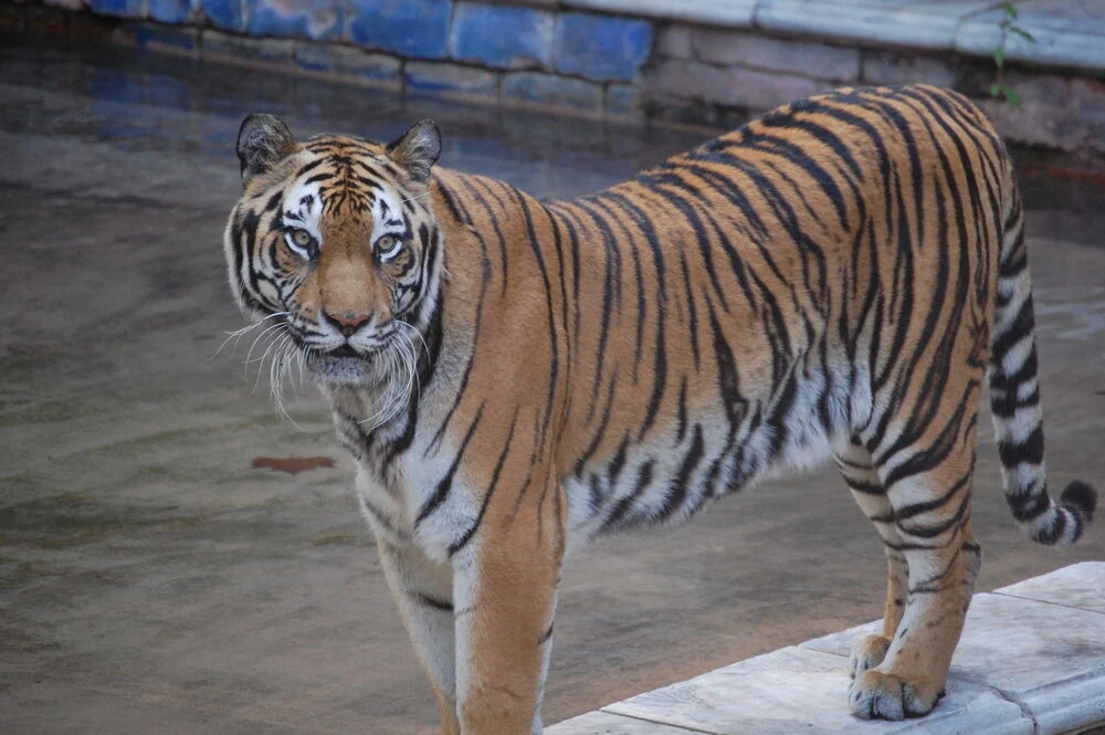 We're Back!: An Indian Animal's Story | GavenLovesAnimals' Animal ...