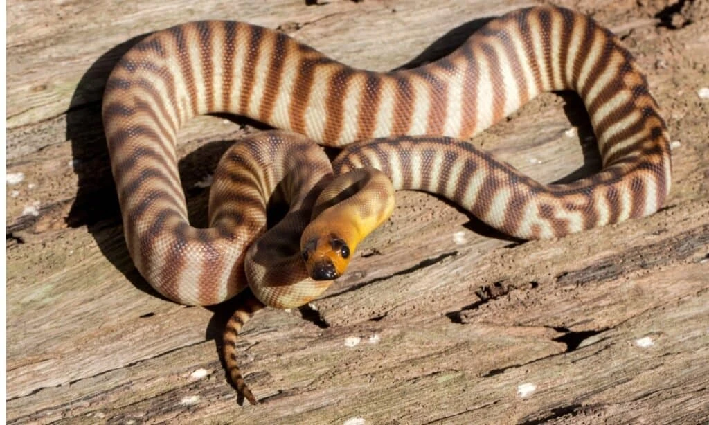 Woma Python | GavenLovesAnimals' Animal Kindom Wiki | Fandom