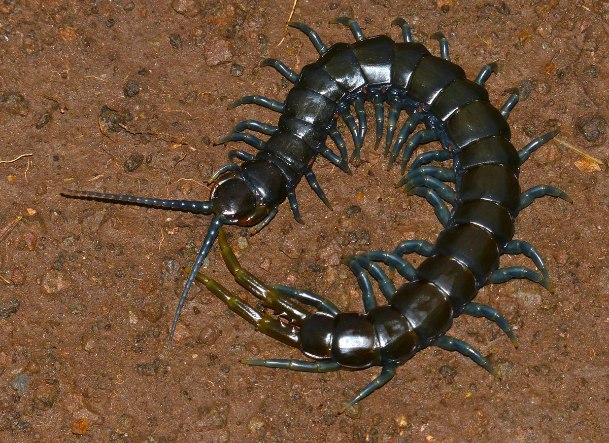 African Giant Centipede | GavenLovesAnimals' Animal Kindom Wiki | Fandom