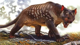 Thylacoleo | GavenLovesAnimals' Animal Kindom Wiki | Fandom