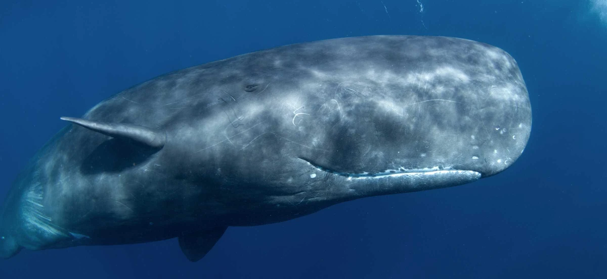Sperm Whale | GavenLovesAnimals' Animal Kindom Wiki | Fandom