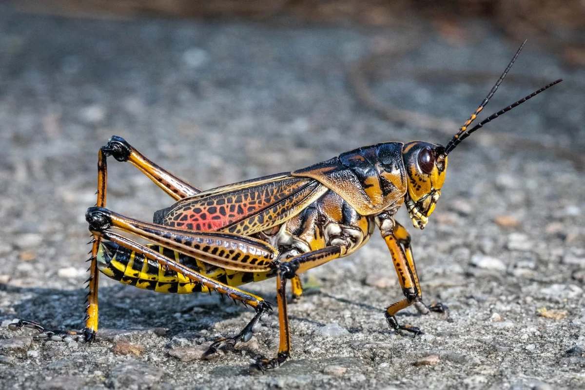 Eastern Lubber Grasshopper | GavenLovesAnimals' Animal Kindom Wiki | Fandom