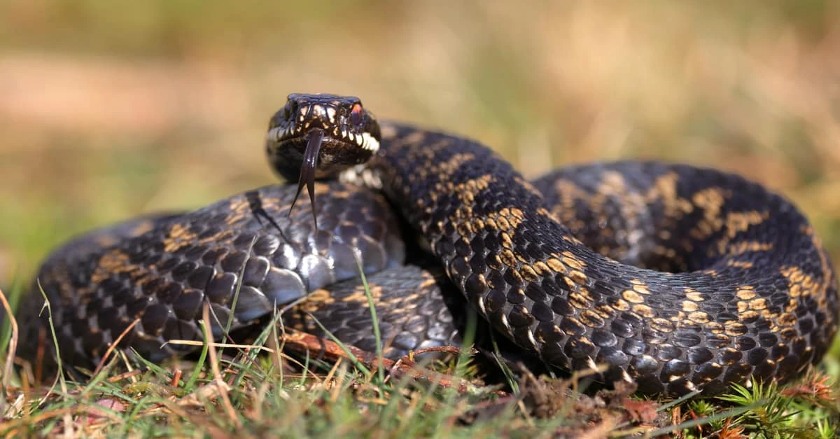 European Adder | GavenLovesAnimals' Animal Kindom Wiki | Fandom