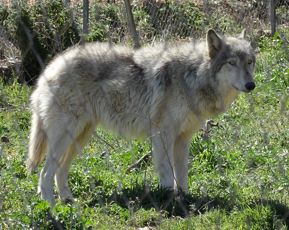 Wolfdog | GavenLovesAnimals' Animal Kindom Wiki | Fandom