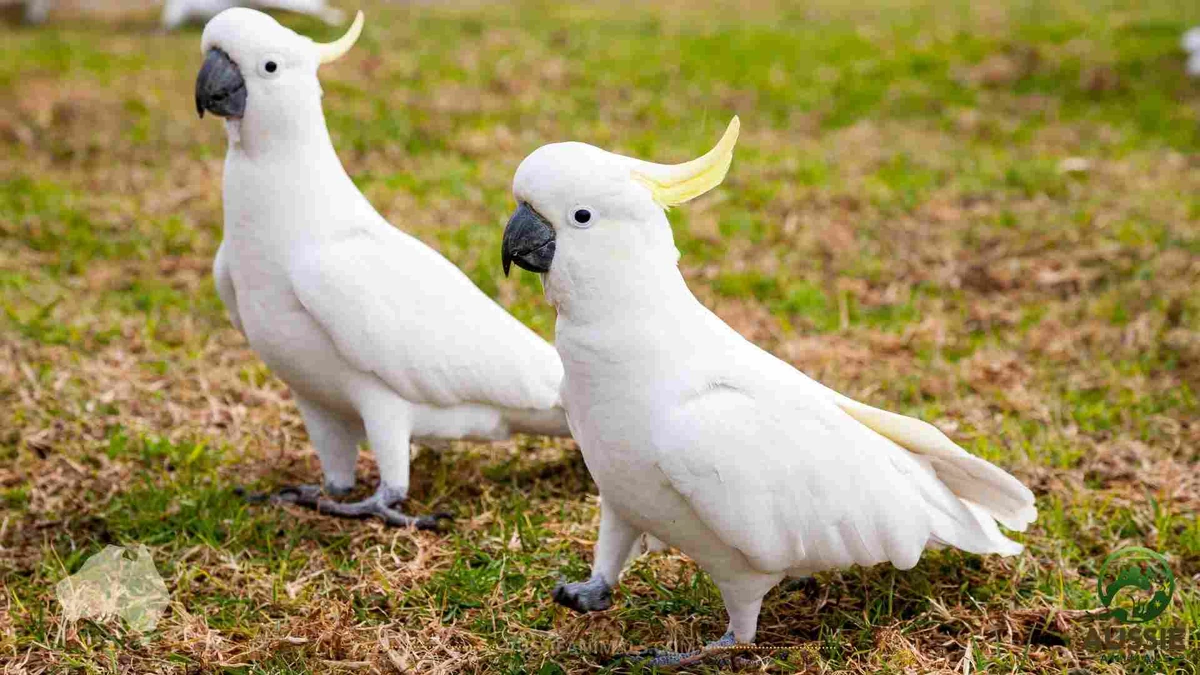 Sulphur-Crested Cockatoo | GavenLovesAnimals' Animal Kindom Wiki | Fandom