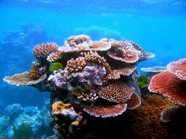 Coral | GavenLovesAnimals' Animal Kindom Wiki | Fandom