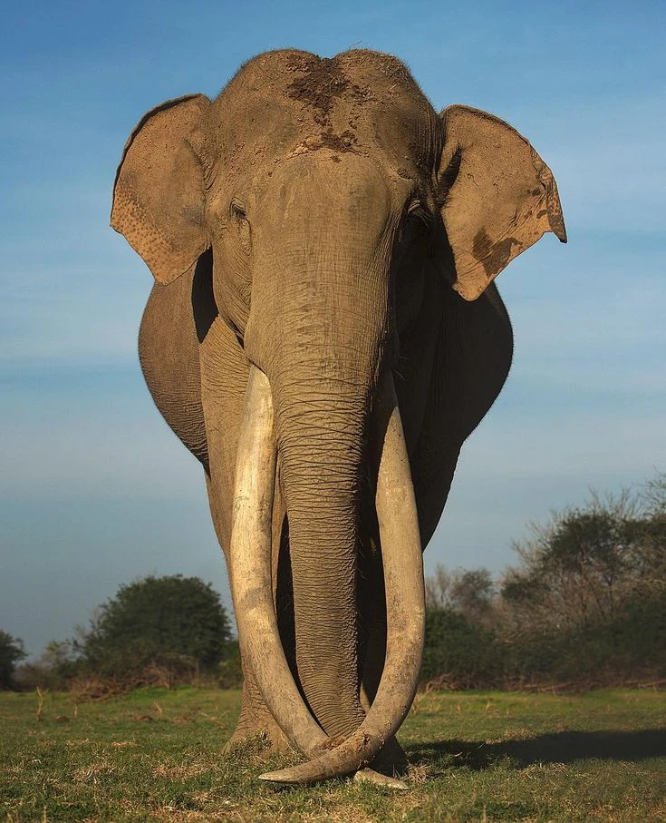 Indian Elephant | GavenLovesAnimals' Animal Kindom Wiki | Fandom