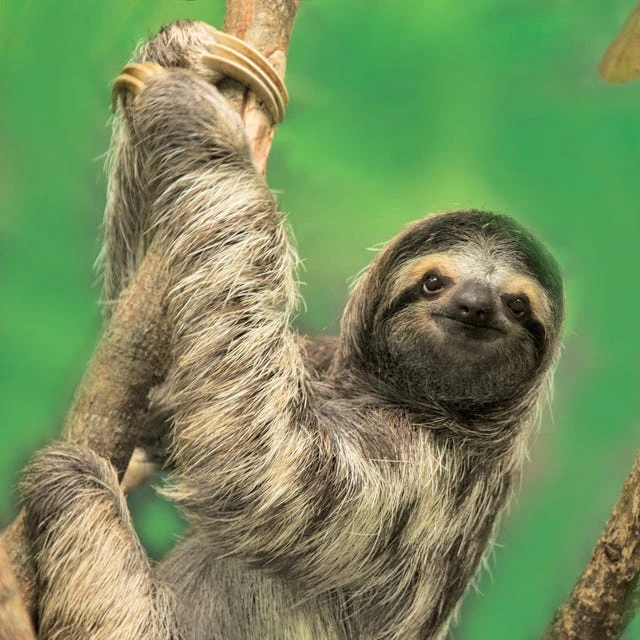 Brown-Throated Sloth/Gallery | GavenLovesAnimals' Animal Kindom Wiki | Fandom