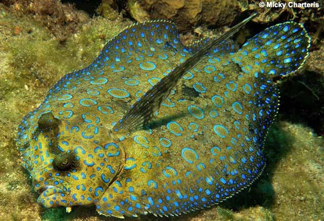 Peacock Flounder | GavenLovesAnimals' Animal Kindom Wiki | Fandom