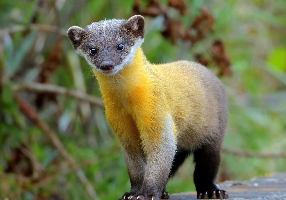 Yellow-Throated Marten | GavenLovesAnimals' Animal Kindom Wiki | Fandom