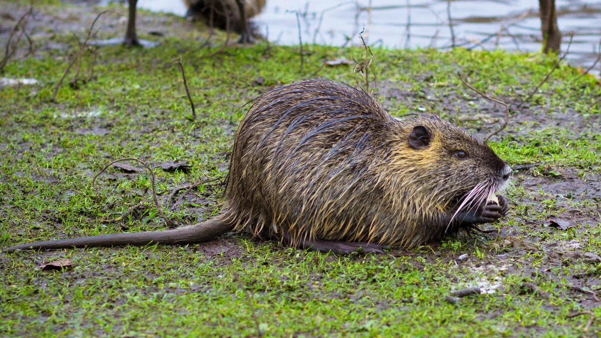 Nutria | GavenLovesAnimals' Animal Kindom Wiki | Fandom