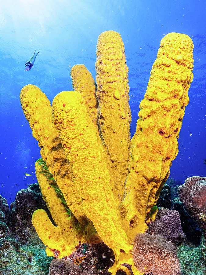 Yellow Tube Sponge | GavenLovesAnimals' Animal Kindom Wiki | Fandom