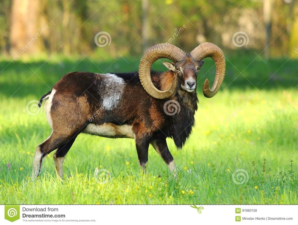 Mouflon | GavenLovesAnimals' Animal Kindom Wiki | Fandom