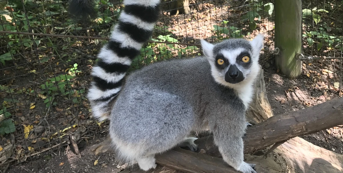 Ring-Tailed Lemur | GavenLovesAnimals' Animal Kindom Wiki | Fandom