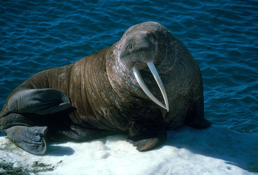 Walrus/Gallery | GavenLovesAnimals' Animal Kindom Wiki | Fandom