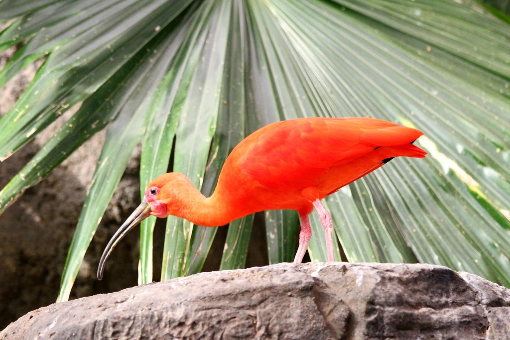 Scarlet Ibis/Gallery | GavenLovesAnimals' Animal Kindom Wiki | Fandom
