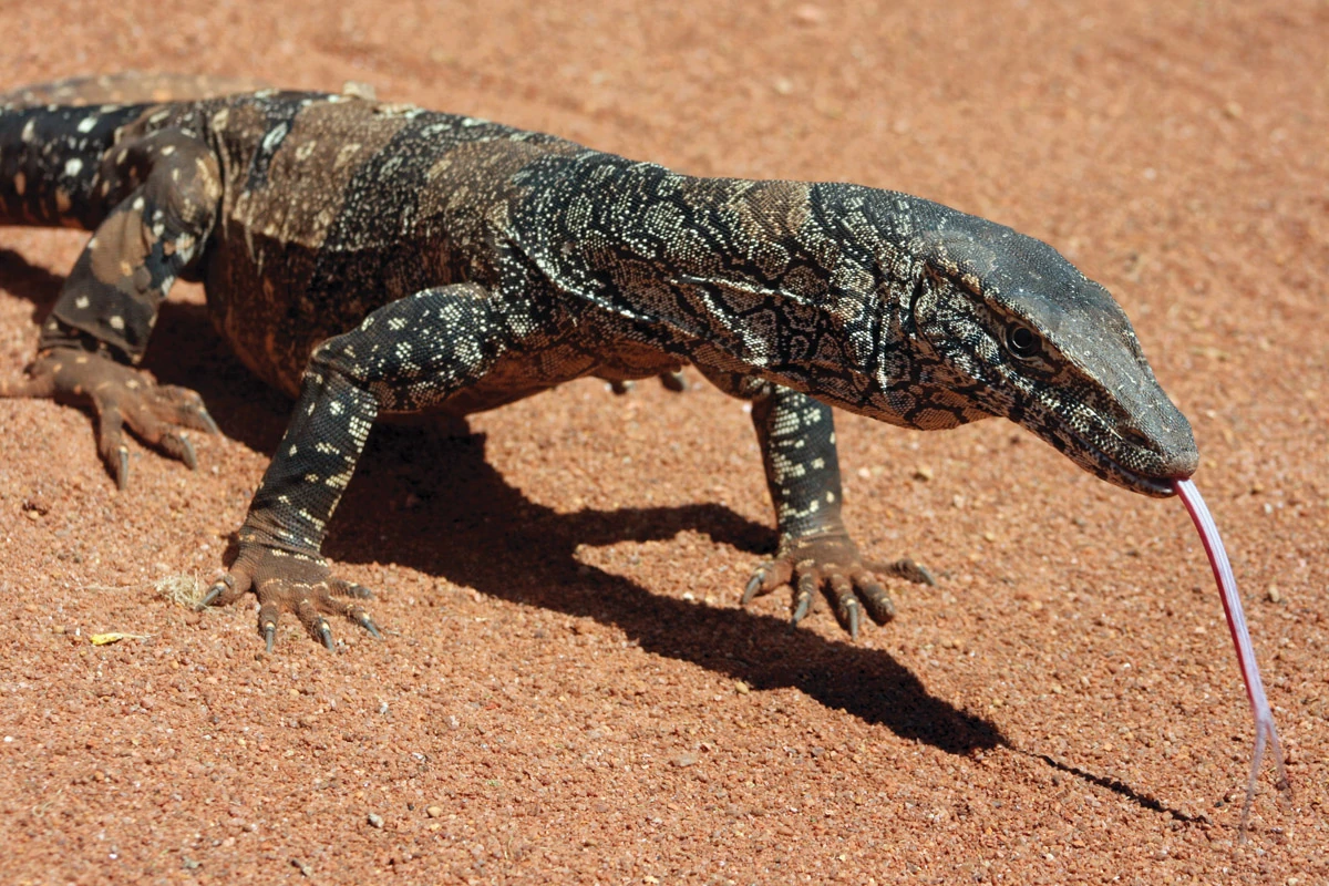 Perentie | GavenLovesAnimals' Animal Kindom Wiki | Fandom