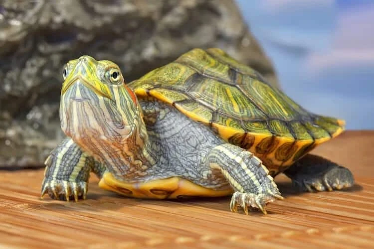 Red-Eared Slider | GavenLovesAnimals' Animal Kindom Wiki | Fandom