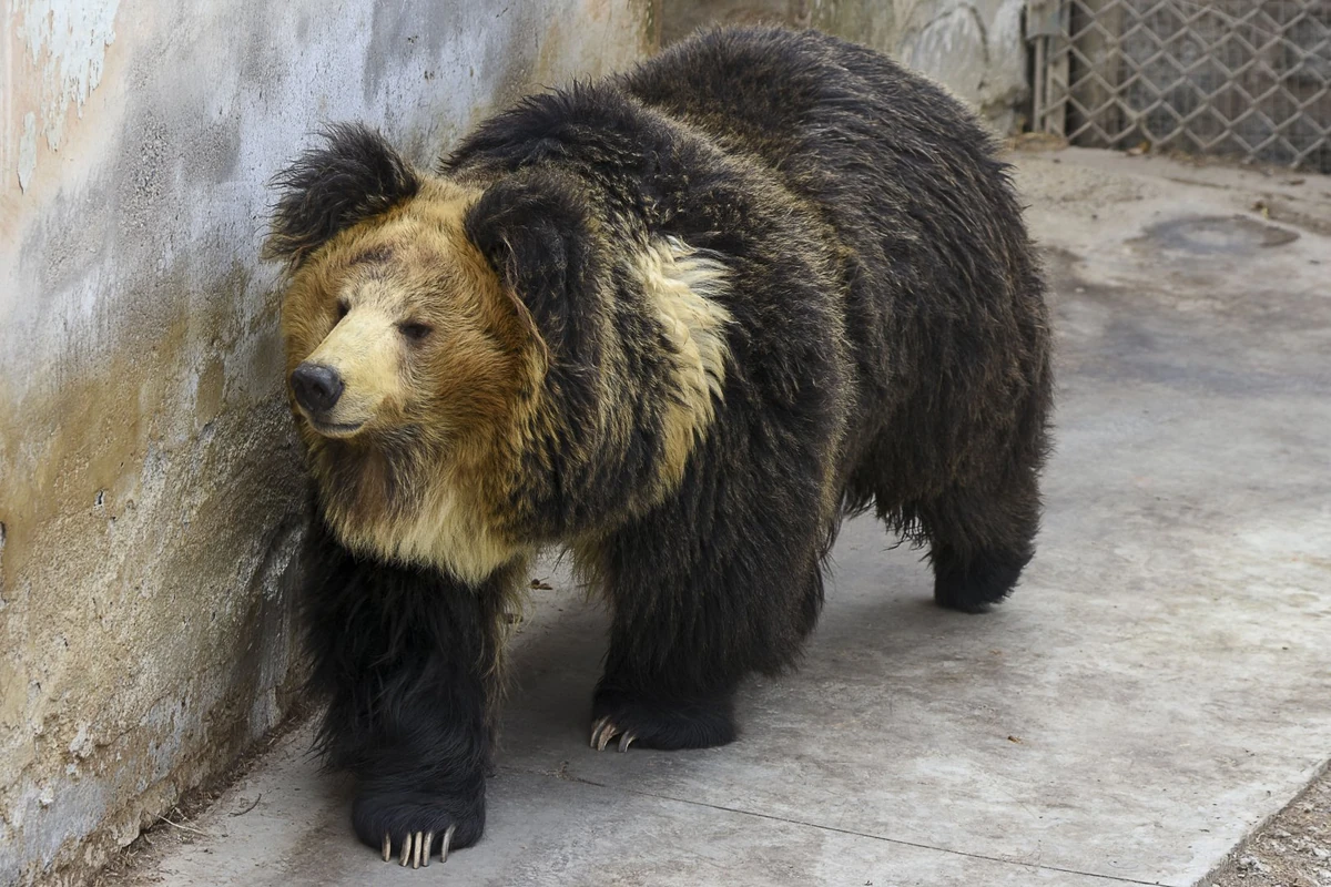 Tibetan Blue Bear | GavenLovesAnimals' Animal Kindom Wiki | Fandom
