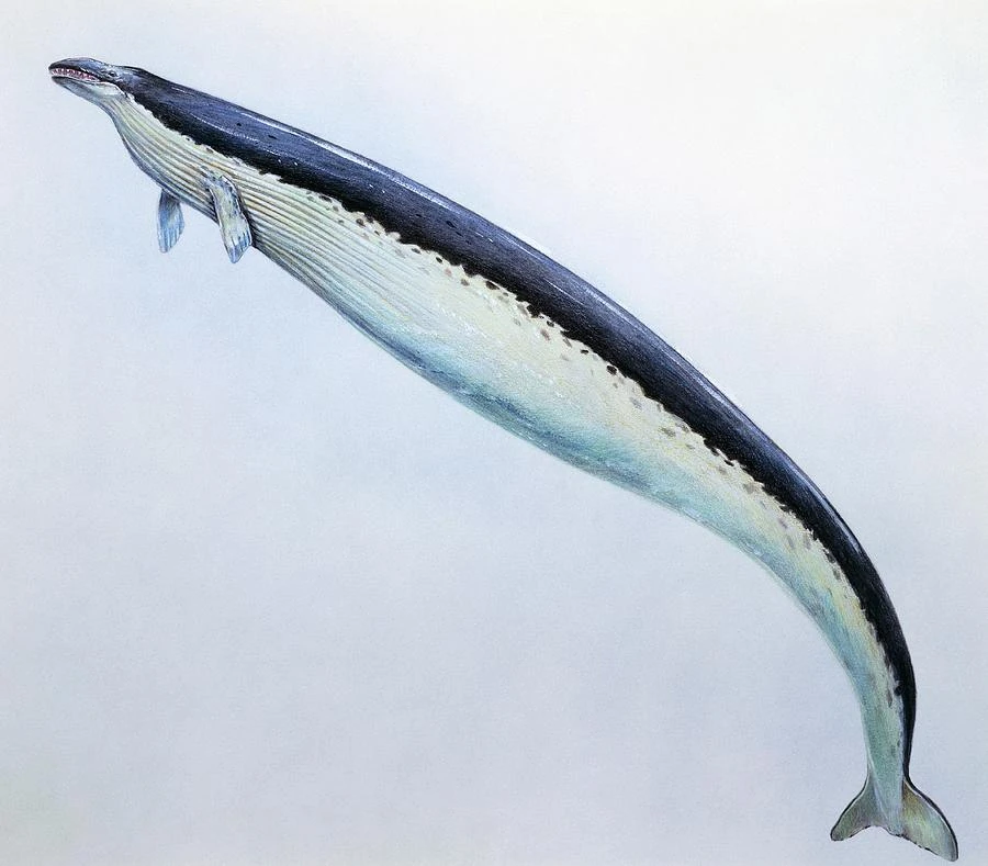 Basilosaurus | GavenLovesAnimals' Animal Kindom Wiki | Fandom