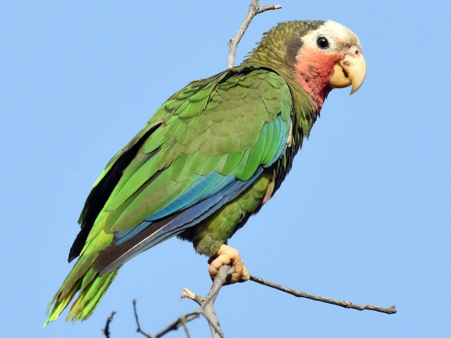 Cuban Amazon | GavenLovesAnimals' Animal Kindom Wiki | Fandom