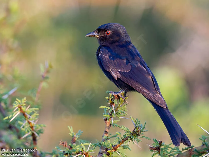 Fork-Tailed Drongo | GavenLovesAnimals' Animal Kindom Wiki | Fandom