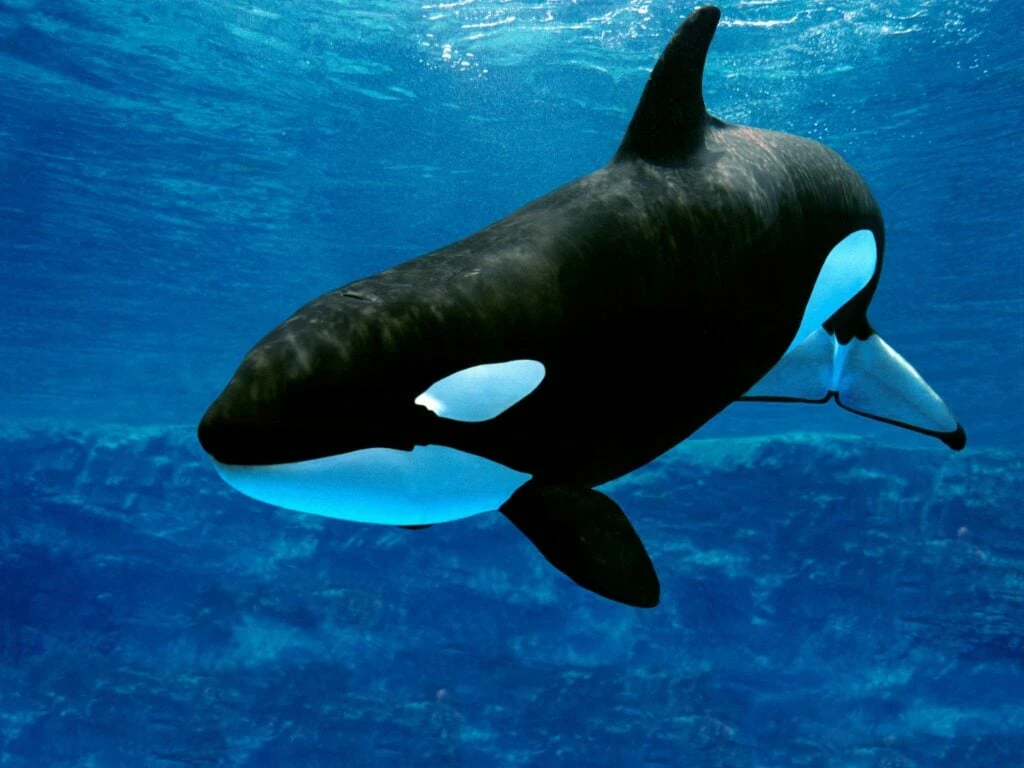 Orca | GavenLovesAnimals' Animal Kindom Wiki | Fandom