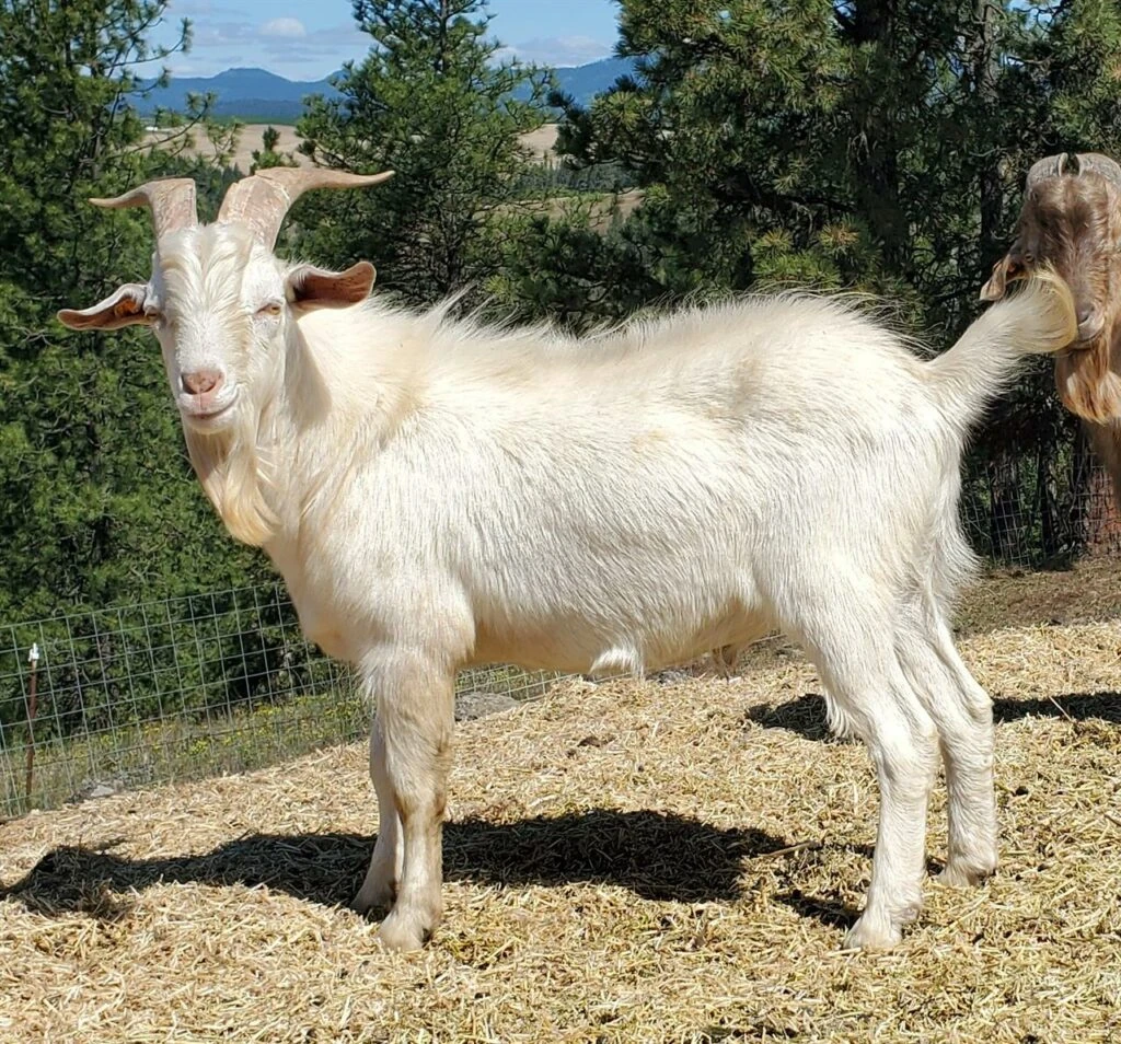 Saanen Goat | GavenLovesAnimals' Animal Kindom Wiki | Fandom