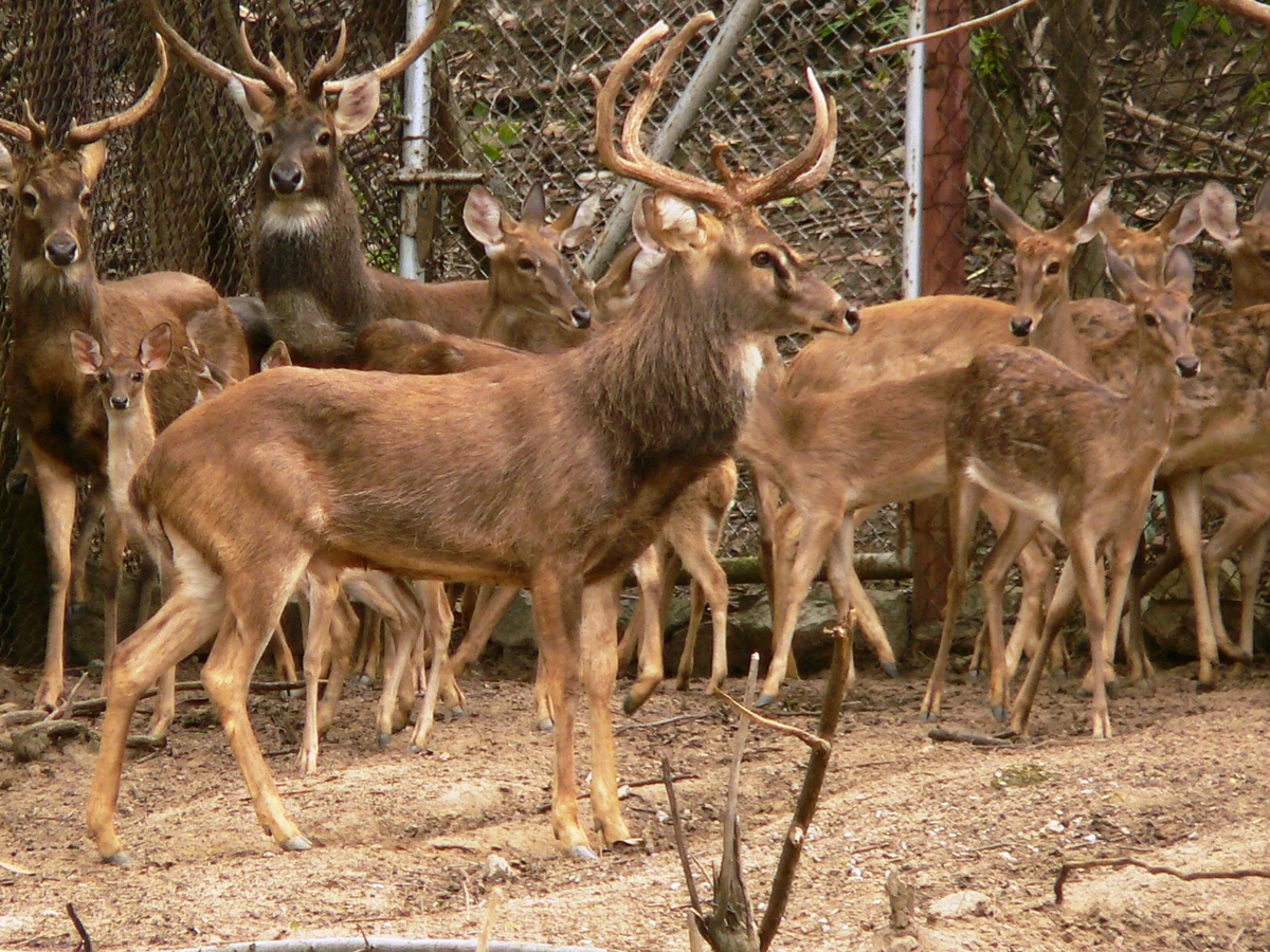 Eld's Deer | GavenLovesAnimals' Animal Kindom Wiki | Fandom