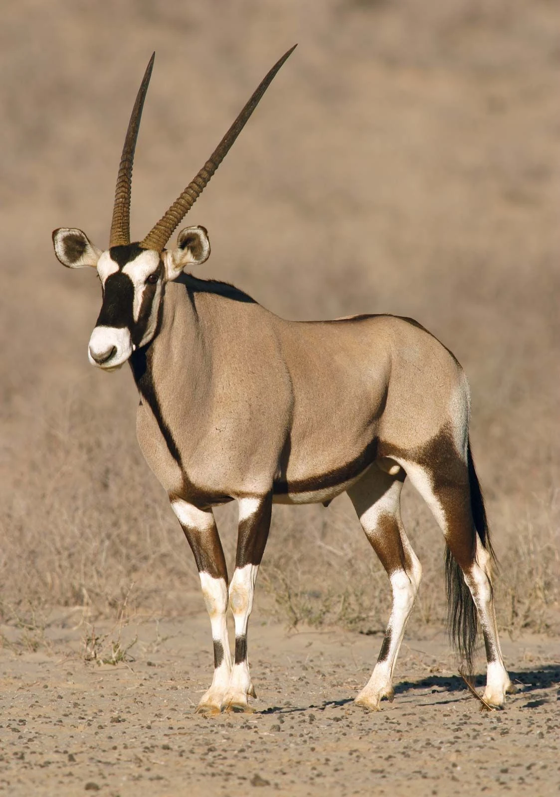 Gemsbok | GavenLovesAnimals' Animal Kindom Wiki | Fandom