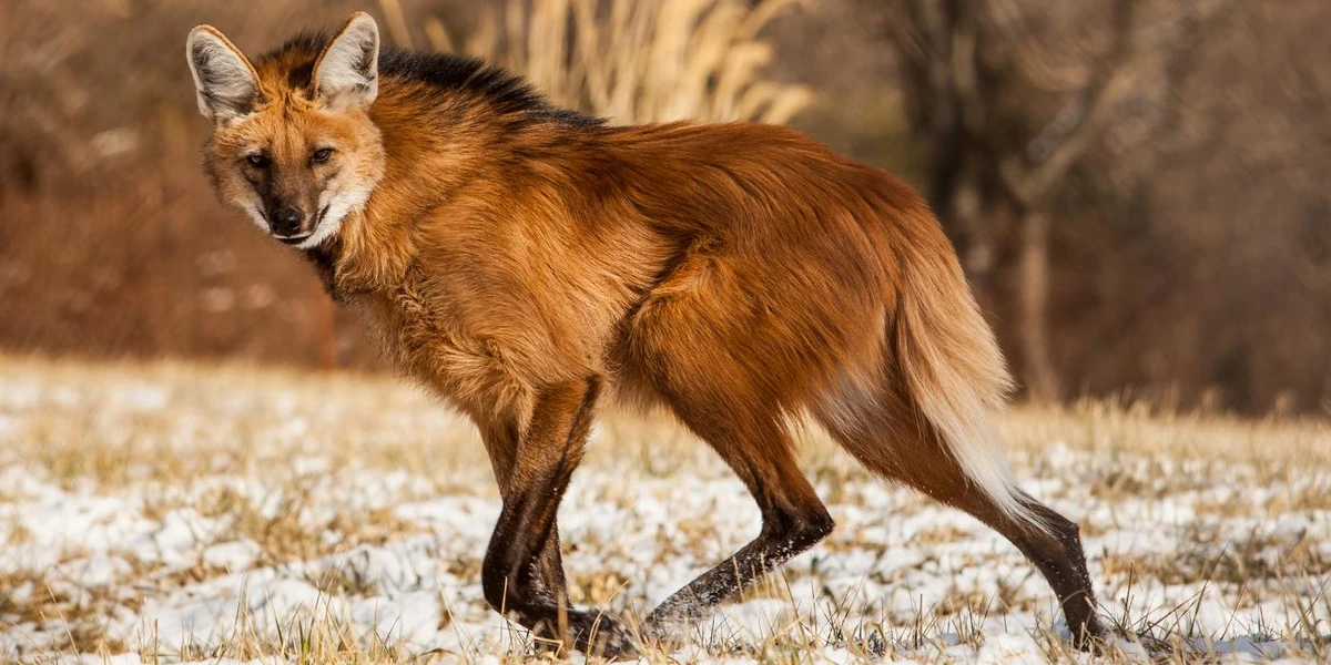 Maned Wolf | GavenLovesAnimals' Animal Kindom Wiki | Fandom