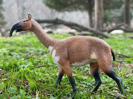 Macrauchenia | GavenLovesAnimals' Animal Kindom Wiki | Fandom