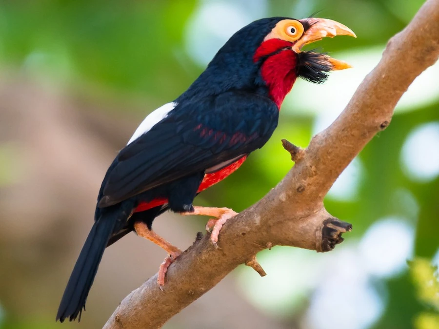 Bearded Barbet | GavenLovesAnimals' Animal Kindom Wiki | Fandom