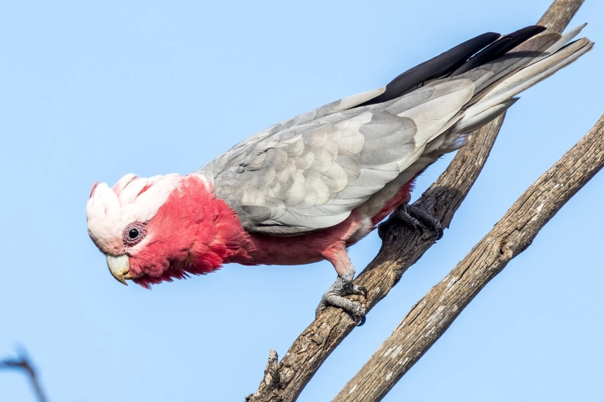 Galah | GavenLovesAnimals' Animal Kindom Wiki | Fandom