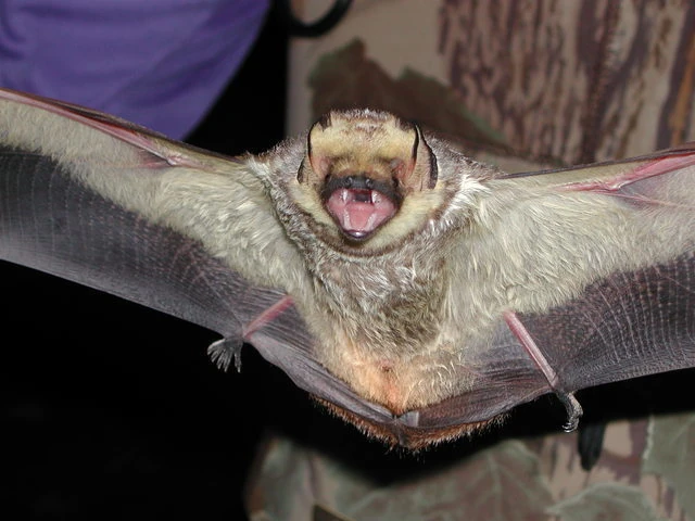 Hawaiian Hoary Bat | GavenLovesAnimals' Animal Kindom Wiki | Fandom
