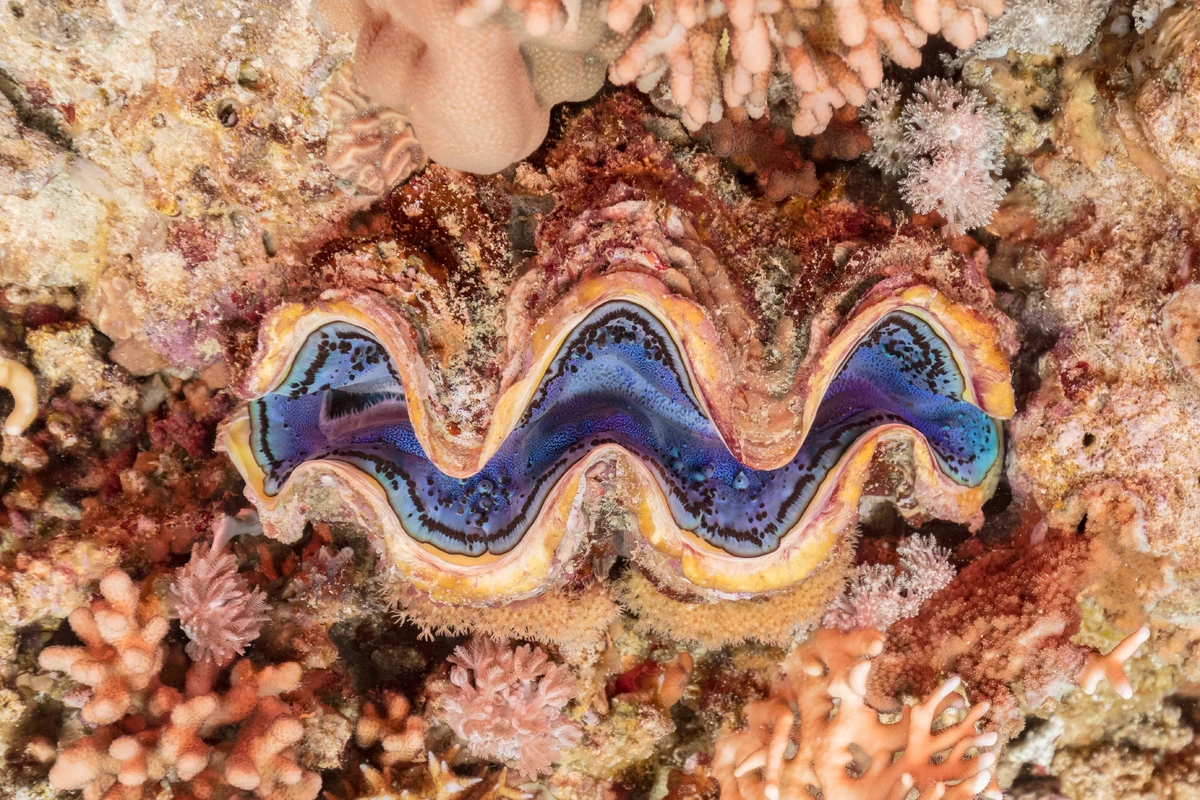 Maxima Clam | GavenLovesAnimals' Animal Kindom Wiki | Fandom