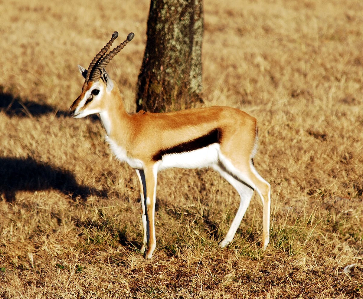 My Little GLAAK Animal | GavenLovesAnimals' Animal Kindom Wiki | Fandom