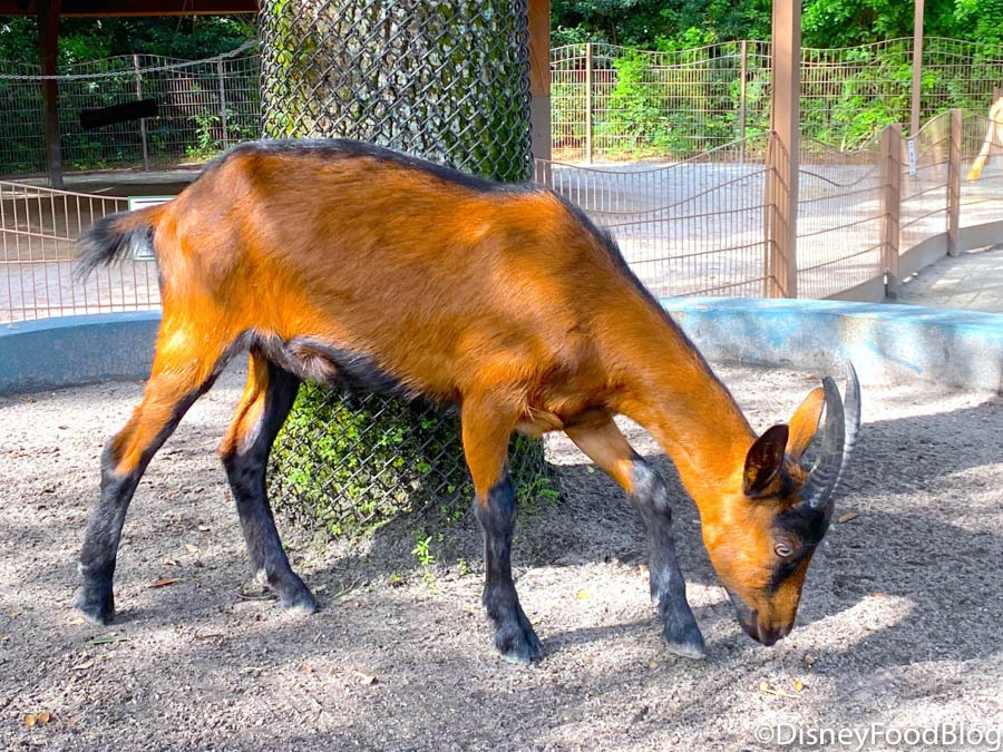 Domestic Goat/Gallery | GavenLovesAnimals' Animal Kindom Wiki | Fandom