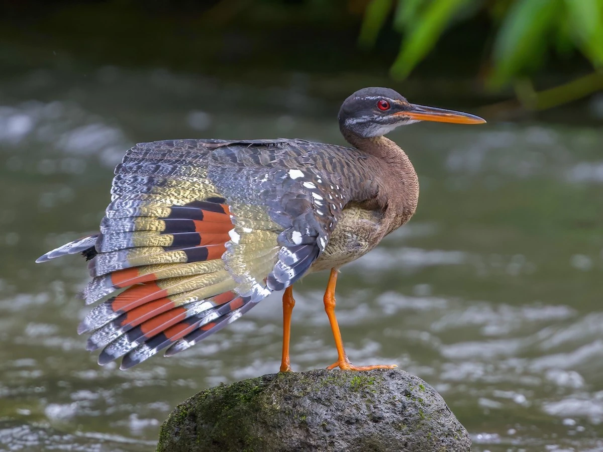 Sunbittern | GavenLovesAnimals' Animal Kindom Wiki | Fandom